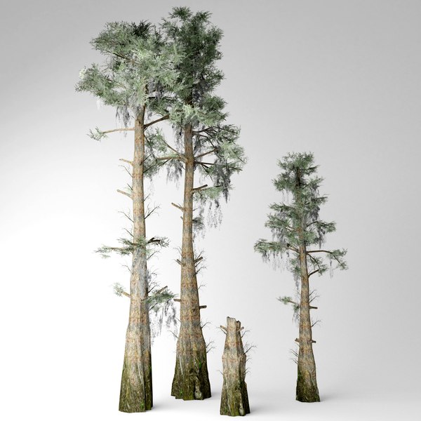 Bald cypress tree 3D model - TurboSquid 1523644