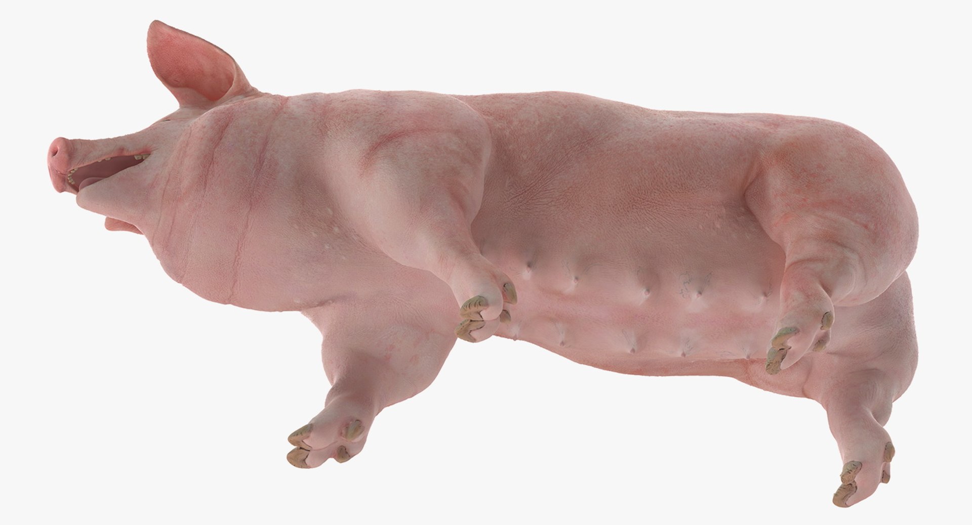 Pig Sow Landrace Walking 3D Model - TurboSquid 1357830