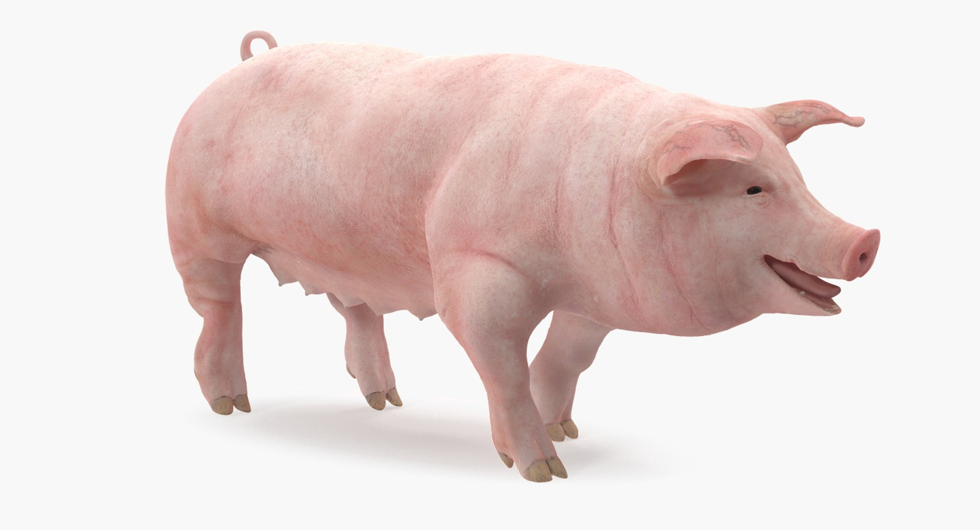 Pig Sow Landrace Walking 3D Model - TurboSquid 1357830