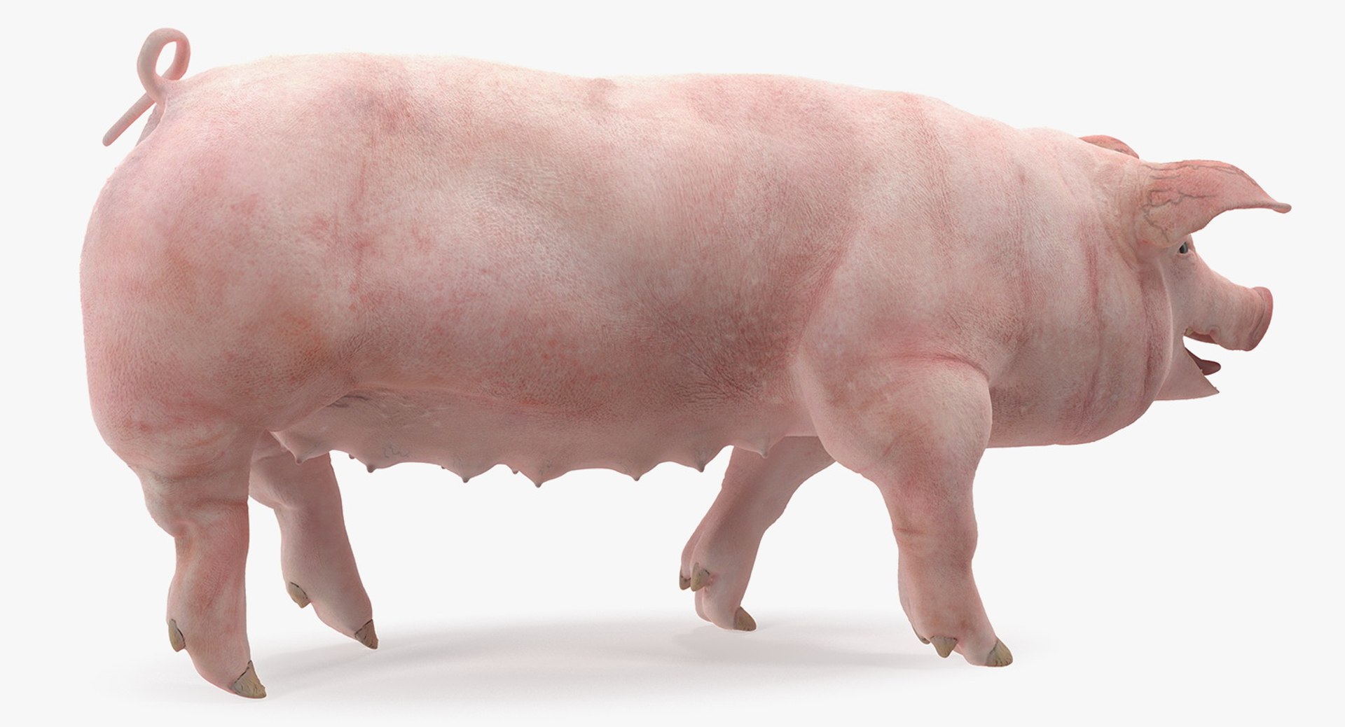 Pig Sow Landrace Walking 3D Model - TurboSquid 1357830