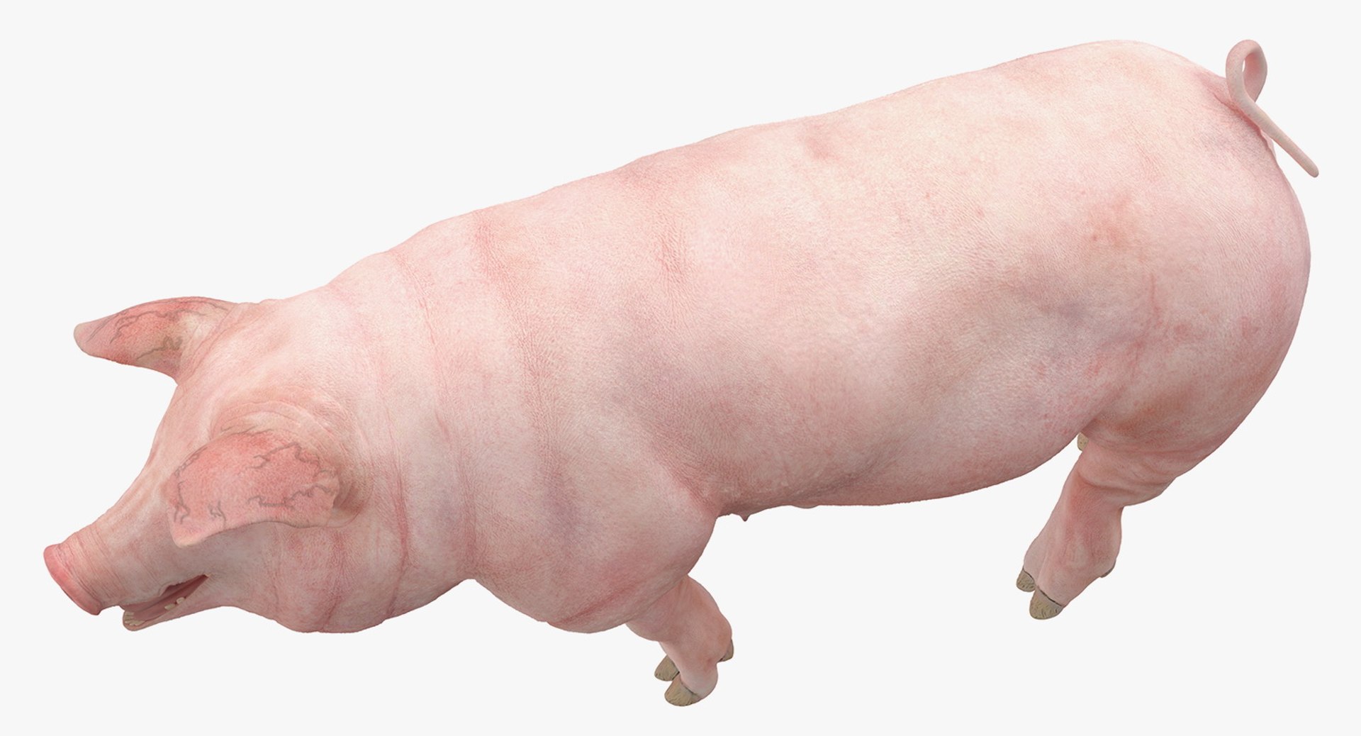 Pig Sow Landrace Walking 3D Model - TurboSquid 1357830
