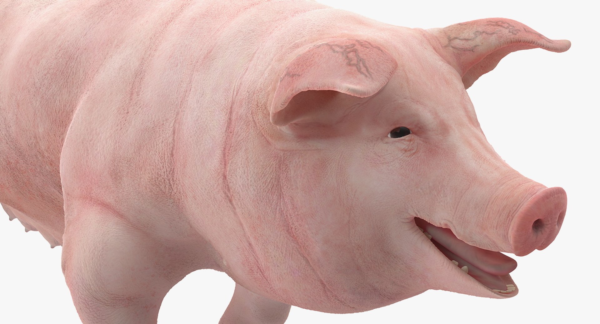 Pig Sow Landrace Walking 3D Model - TurboSquid 1357830
