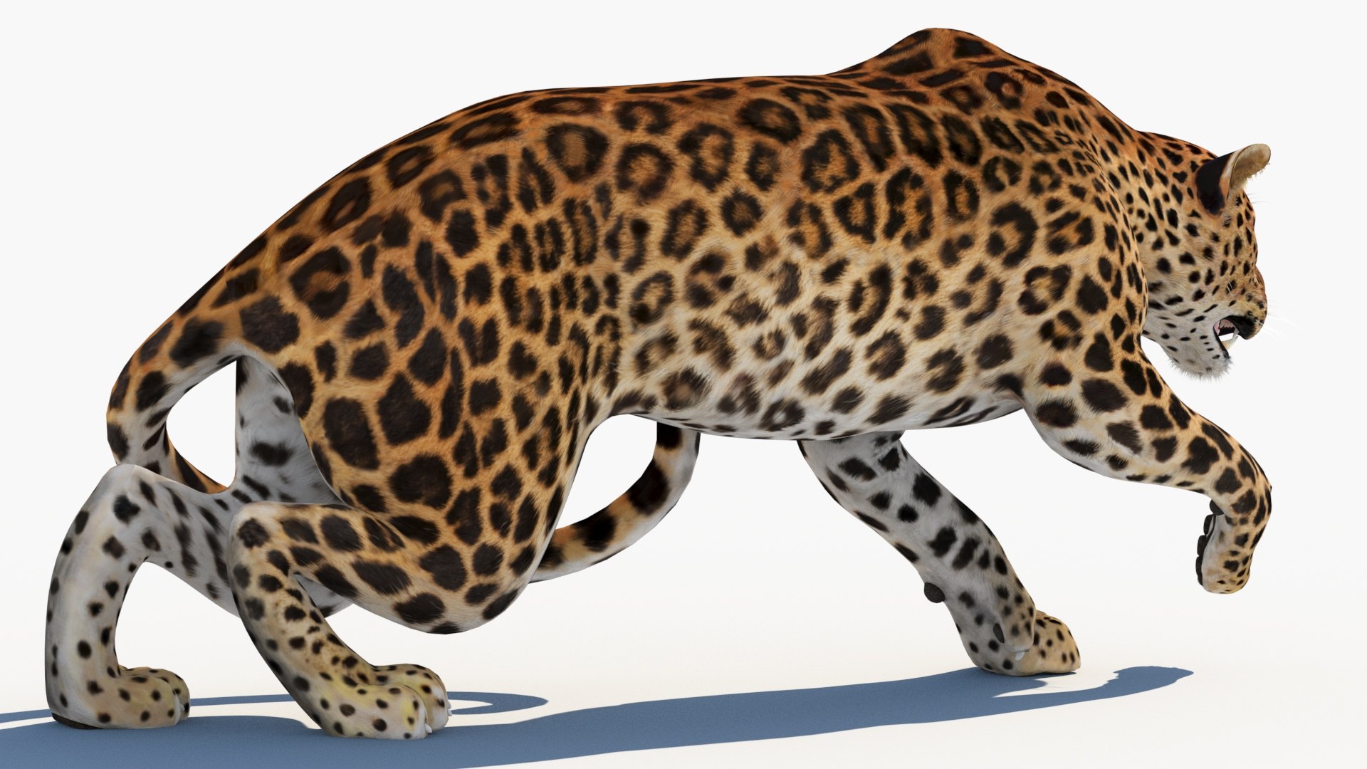 3D Model Rigged Sri Lankan Leopard - TurboSquid 2096213