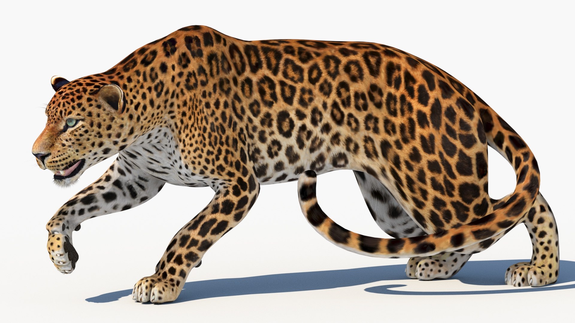 3D Model Rigged Sri Lankan Leopard - TurboSquid 2096213