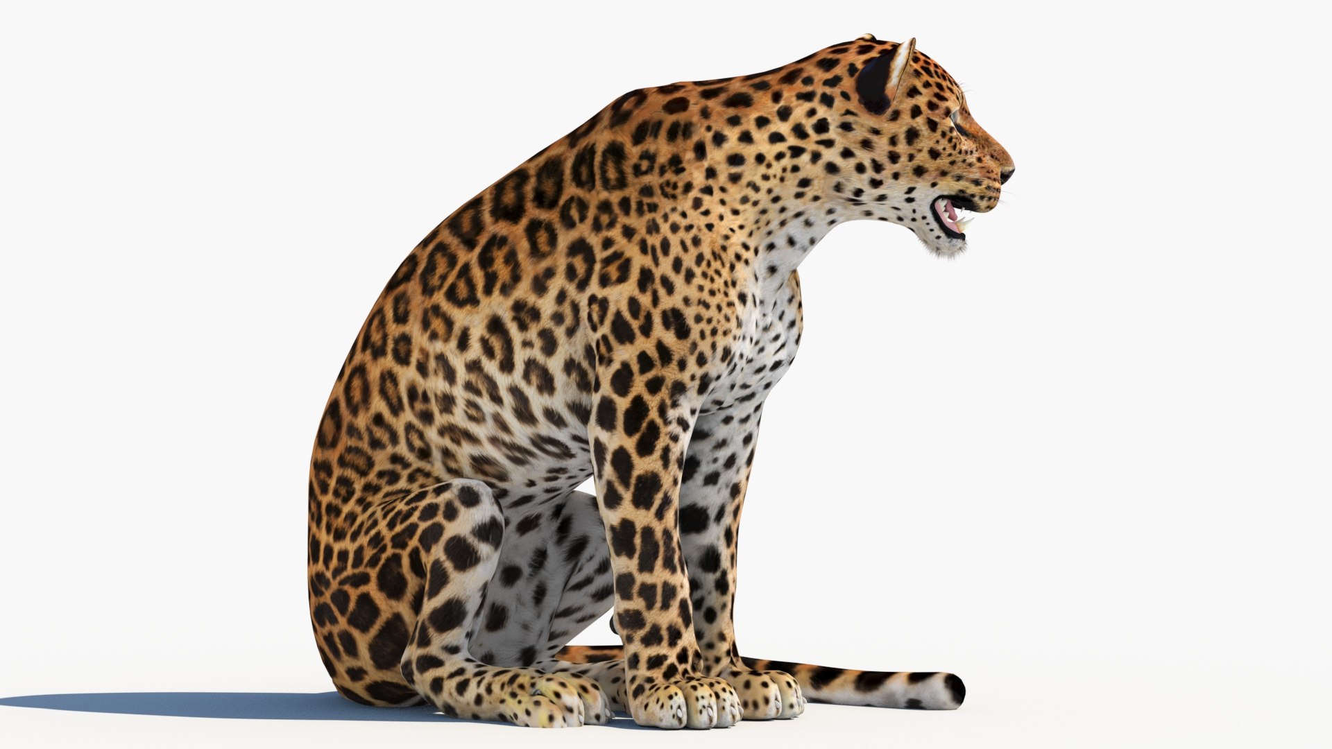 3D model Rigged Sri Lankan Leopard 3D Model - TurboSquid 2096213