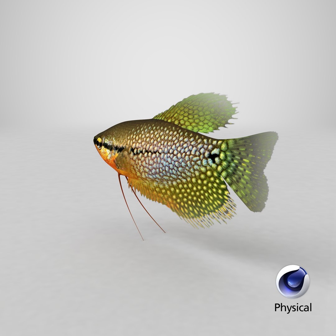 Pearl Gourami 3D Model - TurboSquid 1323439