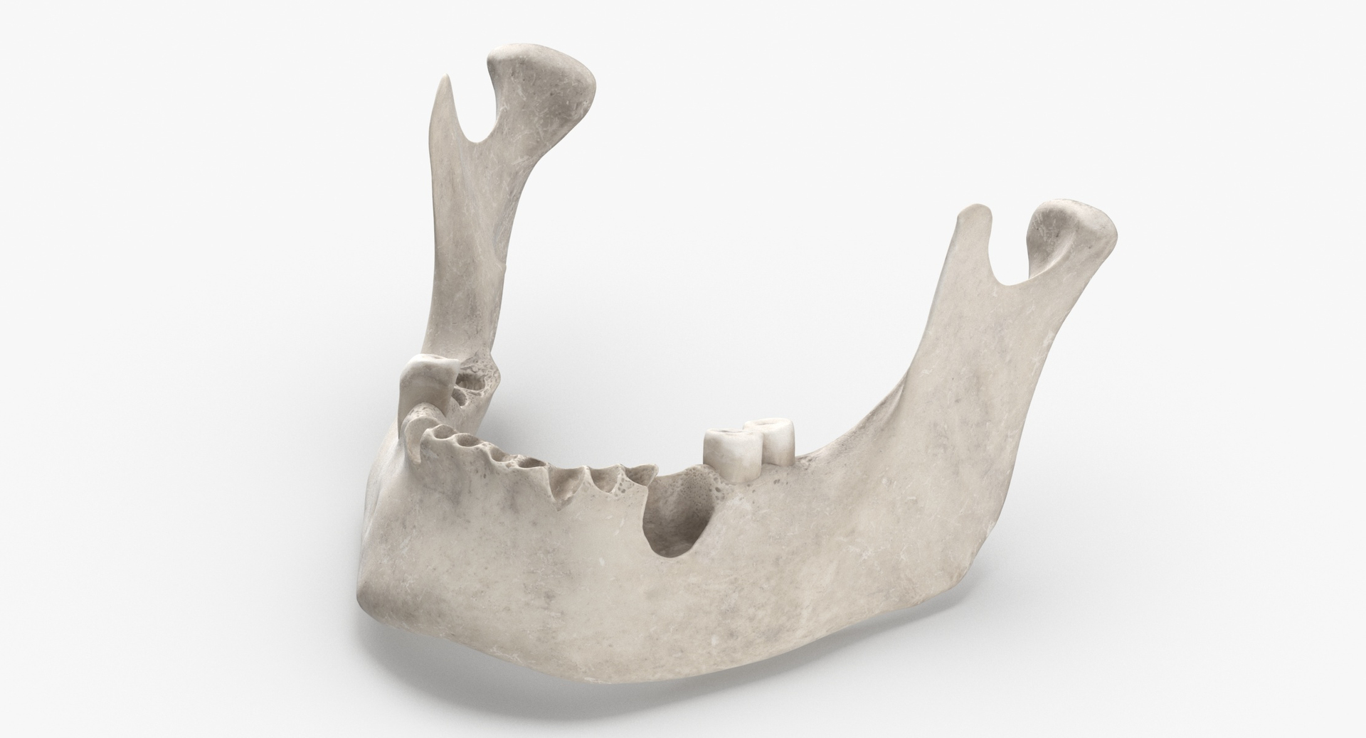 Human Jawbone Mandible 02 3D Model - TurboSquid 1547302