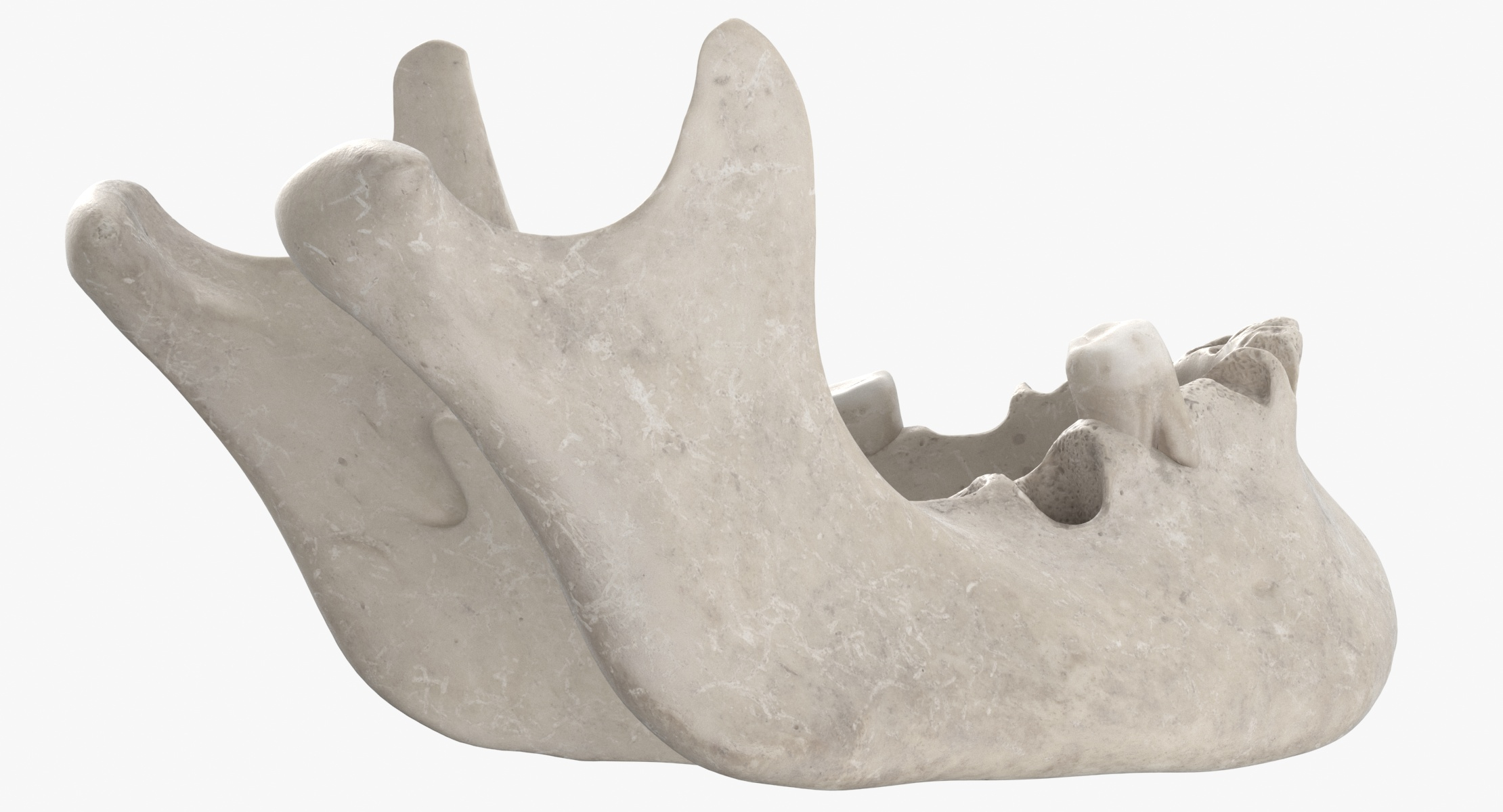 modelo 3d Mandíbula de mandíbula humana real 02 blanco - TurboSquid 1547302
