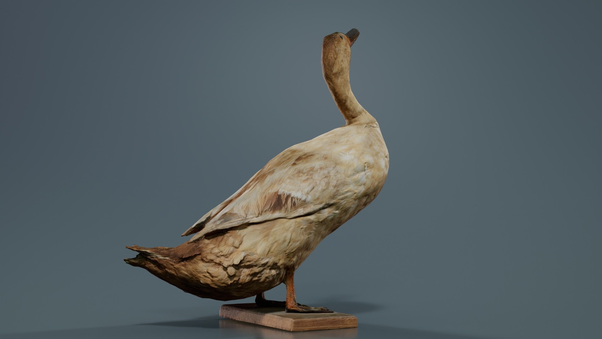 Duck Remastered 3D Model - TurboSquid 2359502