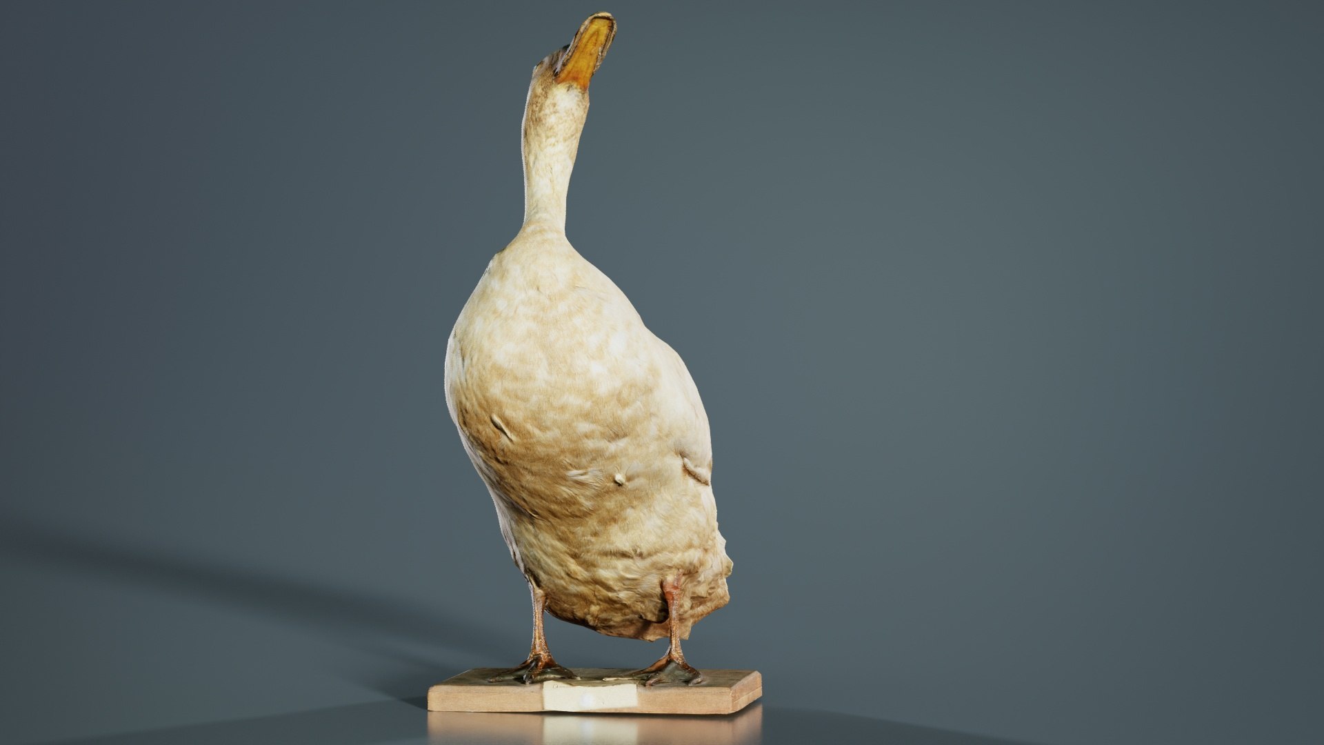 Duck Remastered 3D Model - TurboSquid 2359502