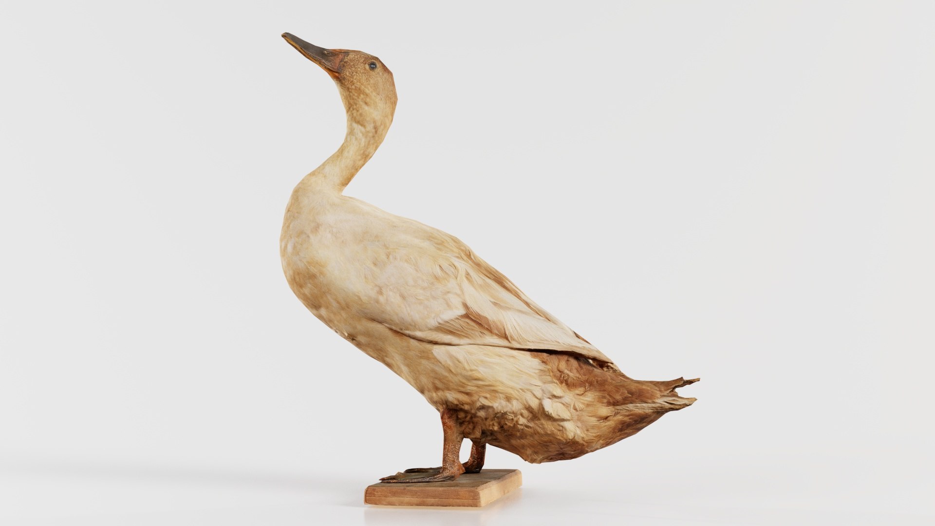 Duck Remastered 3D Model - TurboSquid 2359502