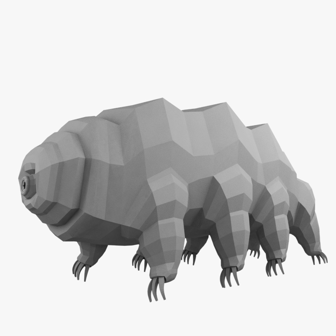 Tardigrade Water Bear 3d Model