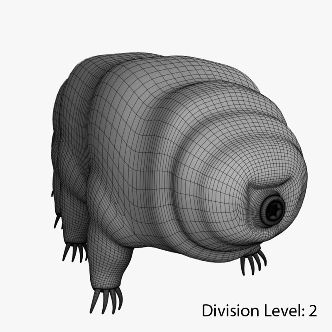 Tardigrade Water Bear 3d Model