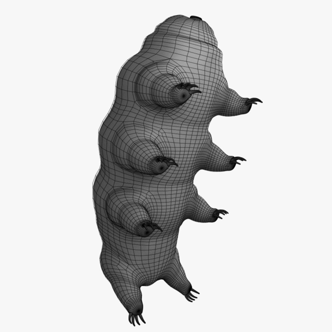 Tardigrade Water Bear 3d Model