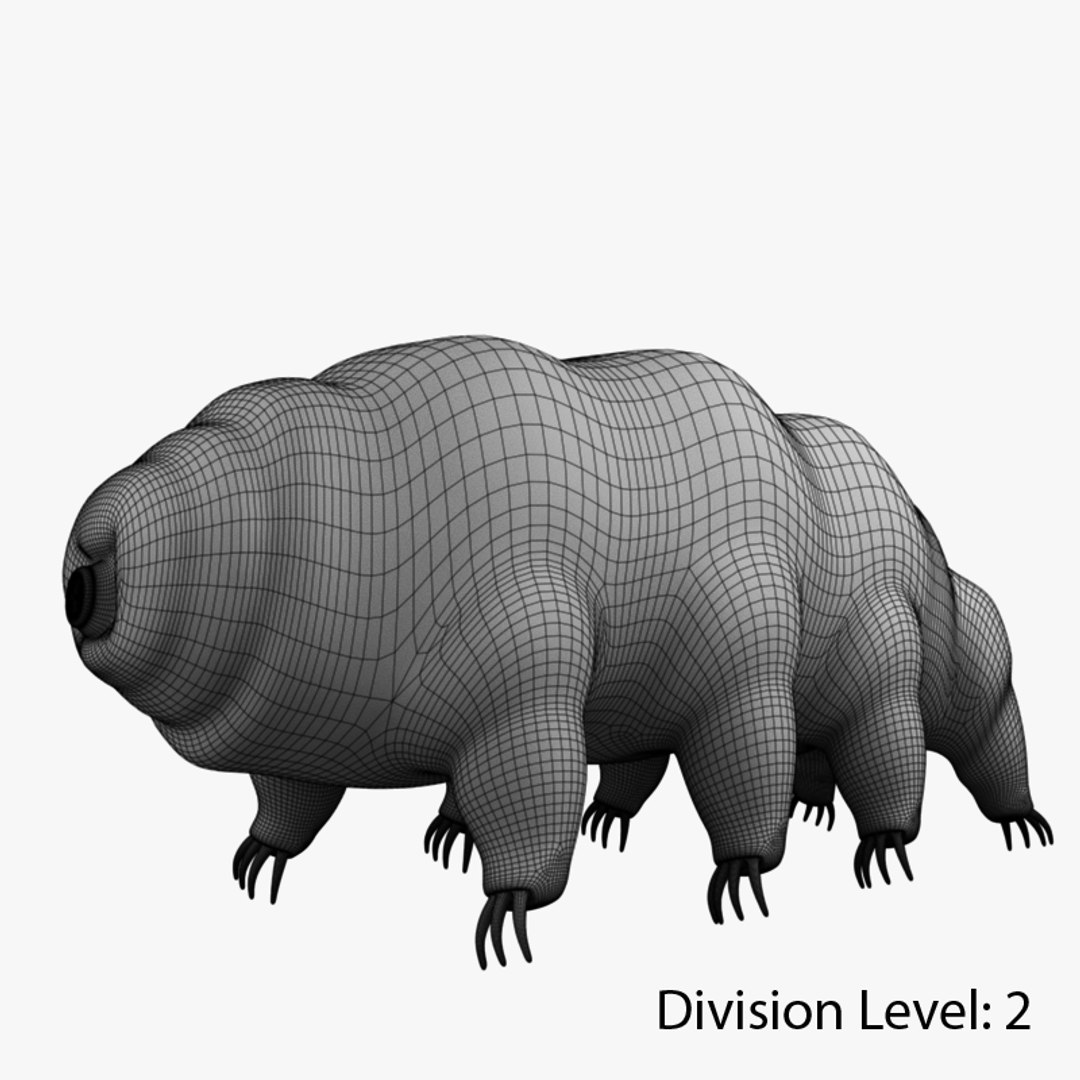 Tardigrade Water Bear 3d Model