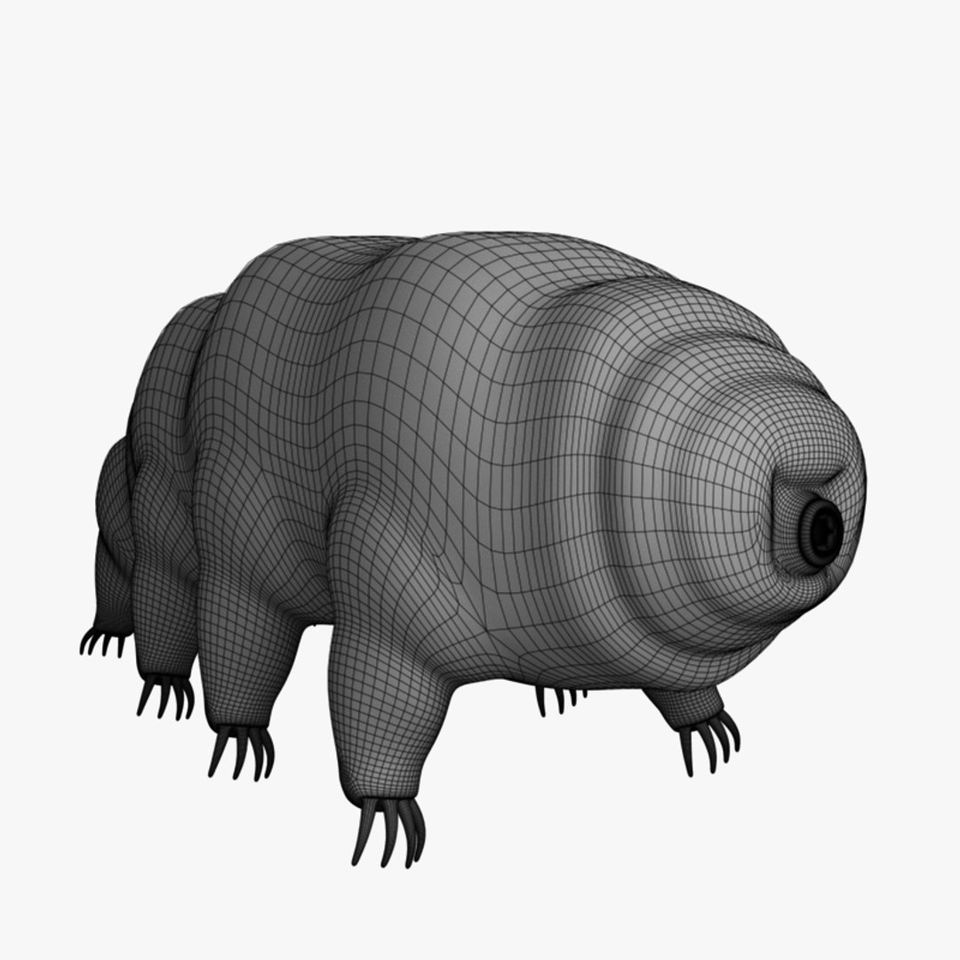 Tardigrade Water Bear 3d Model