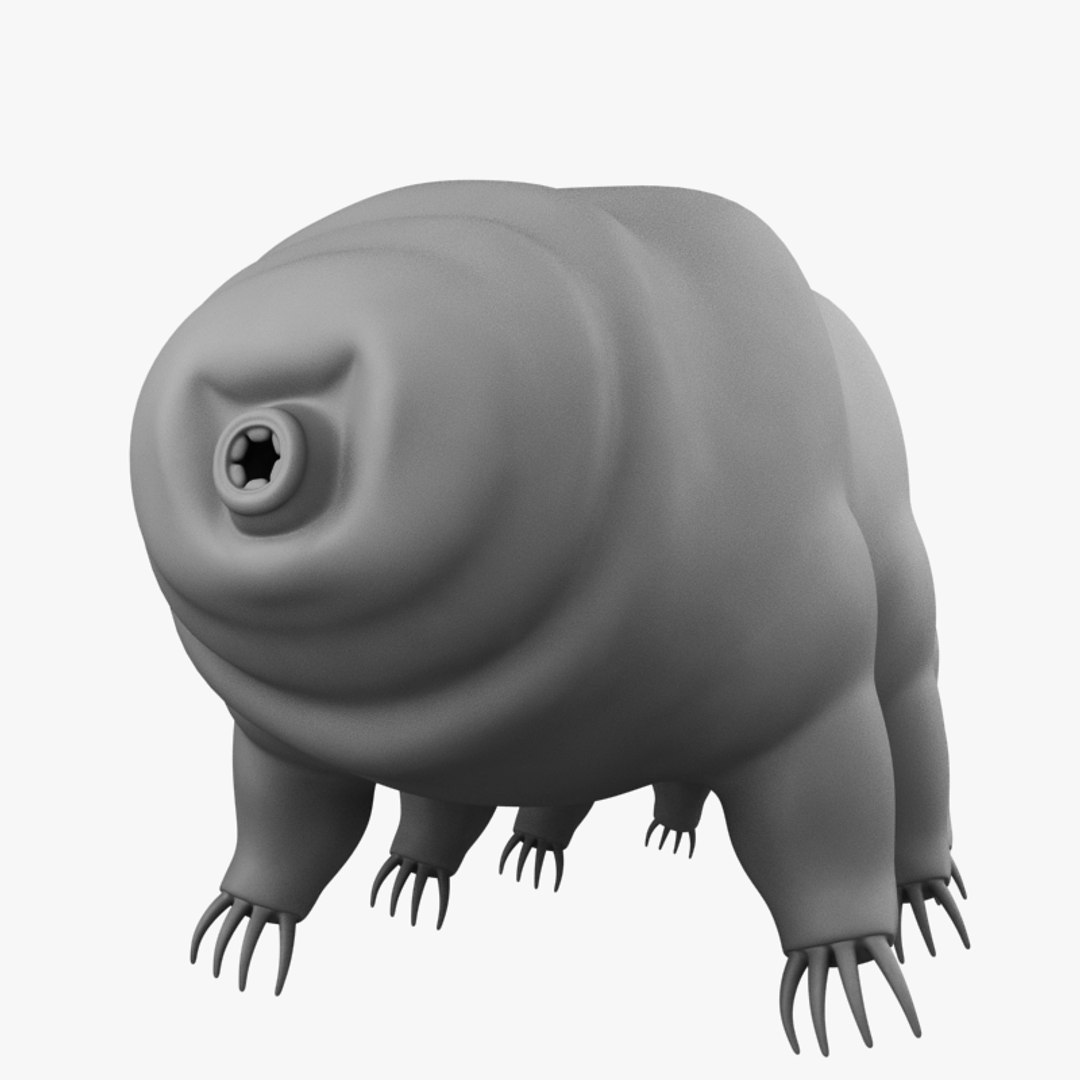 Tardigrade Water Bear 3d Model