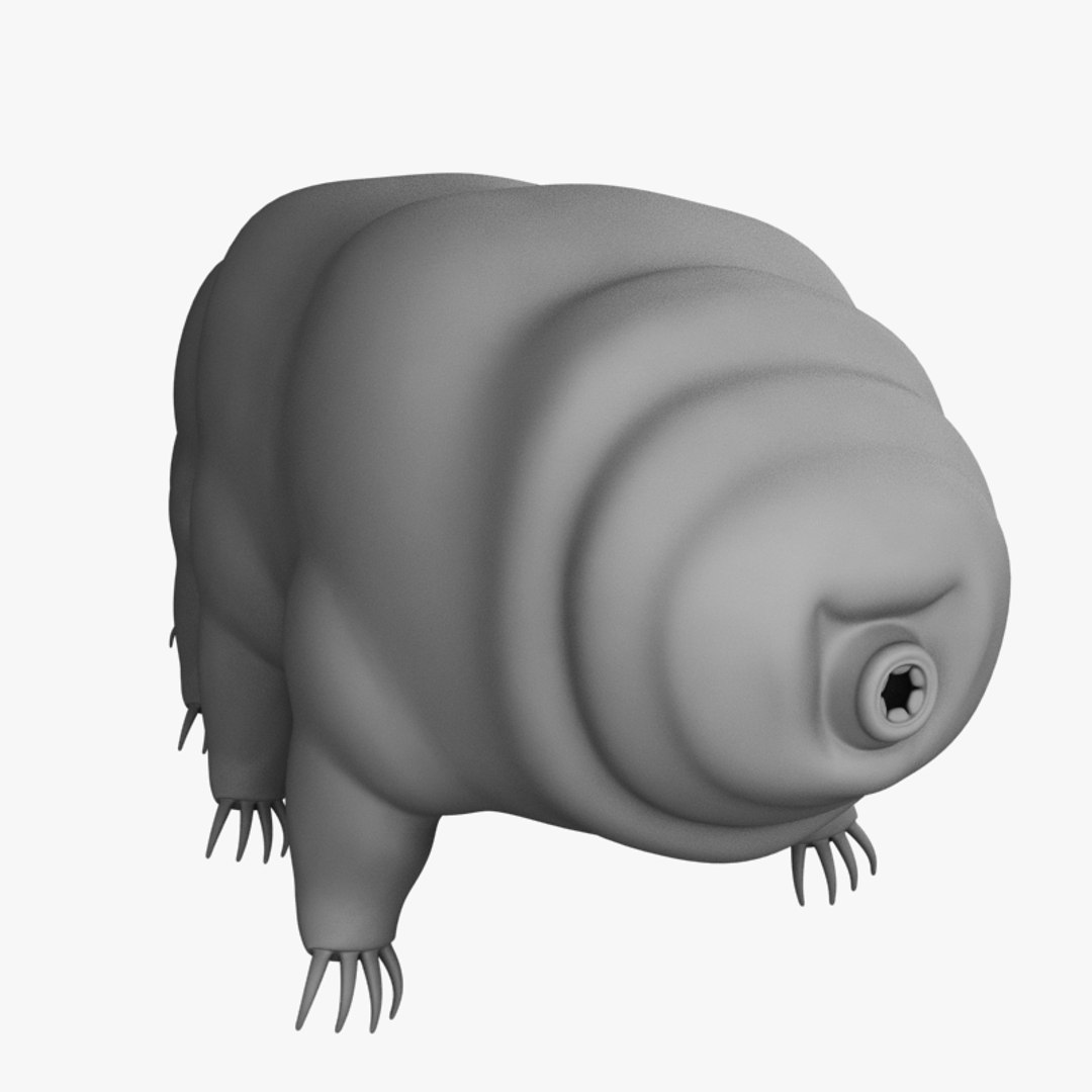 Tardigrade Water Bear 3d Model
