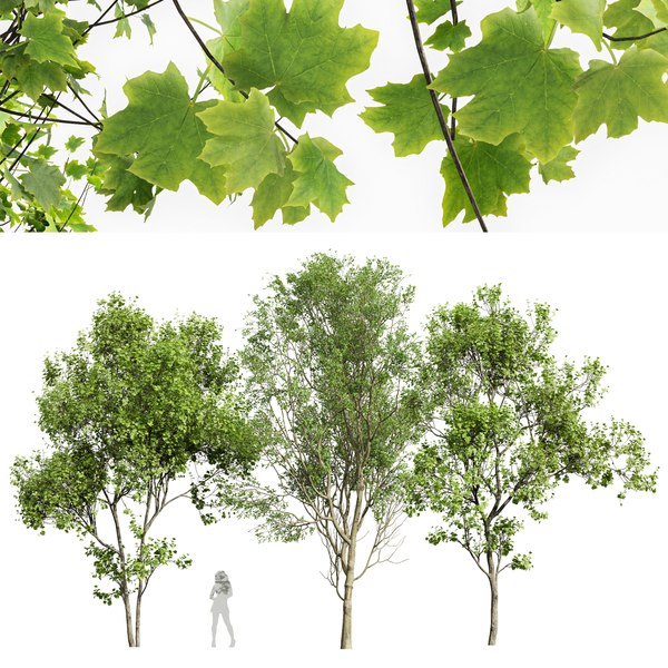 Plane Tree 3D Models for Download | TurboSquid