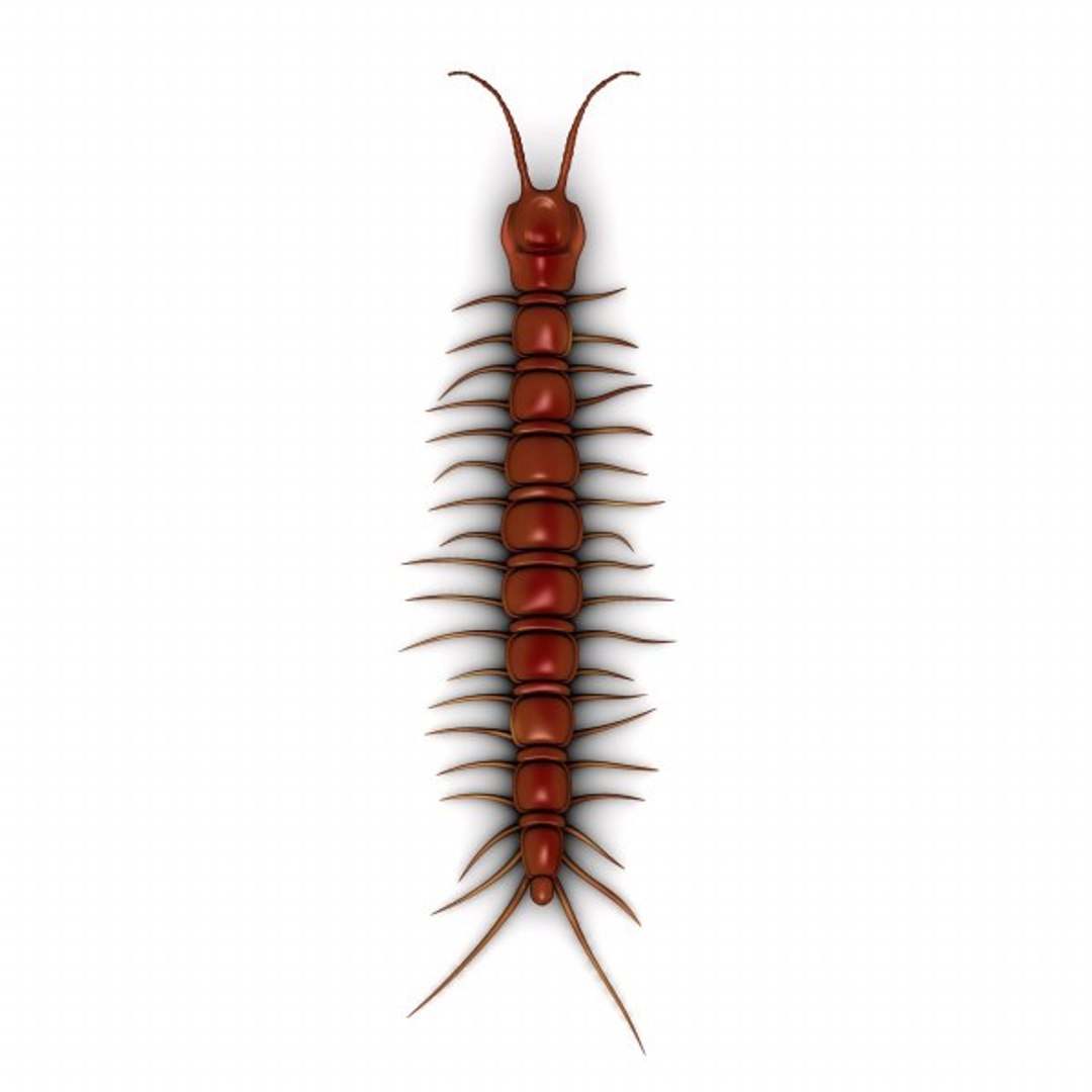 3d Lithobius Forficatus Model
