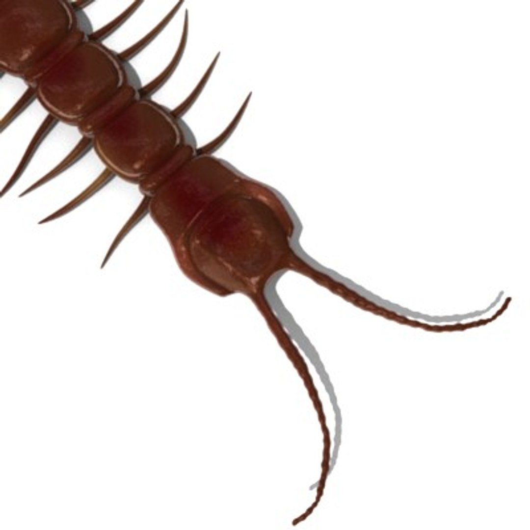 3d Lithobius Forficatus Model