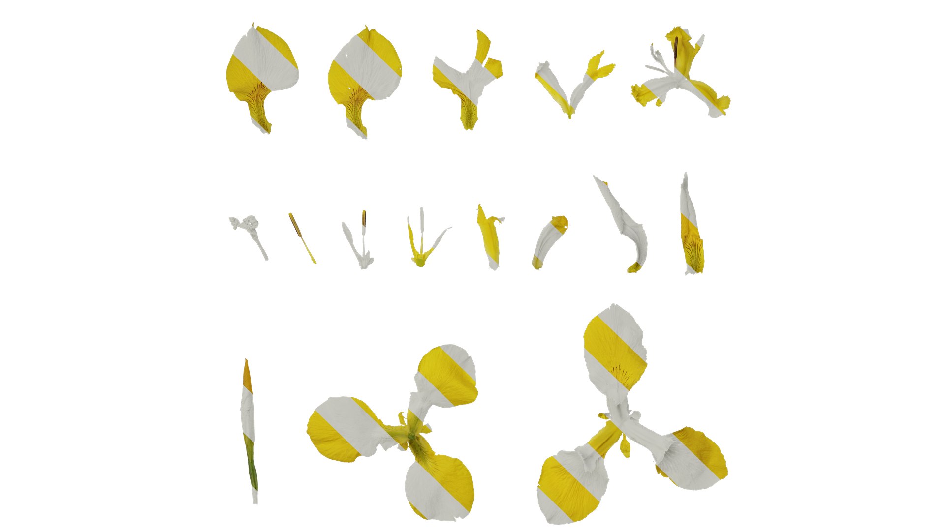 Anydrafts Iris Pseudacorus Flower 01 Textures 3D Model - TurboSquid 2345043