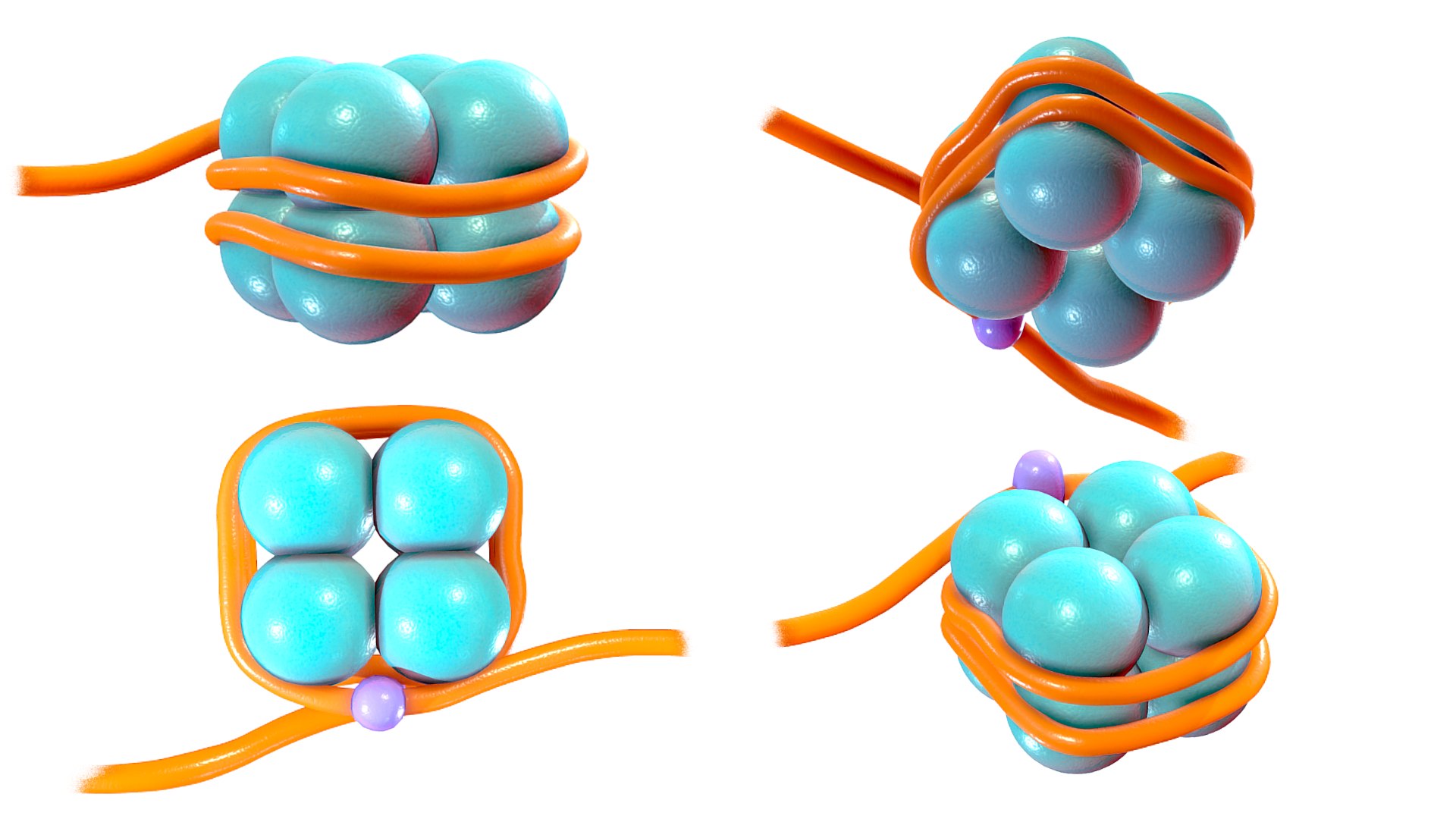 Histone Structure 3D Model - TurboSquid 2128642