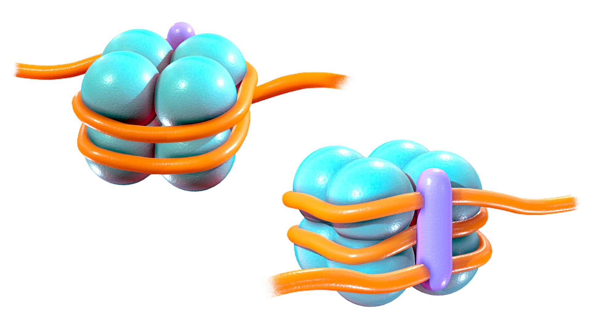 Histone Structure 3D Model - TurboSquid 2128642