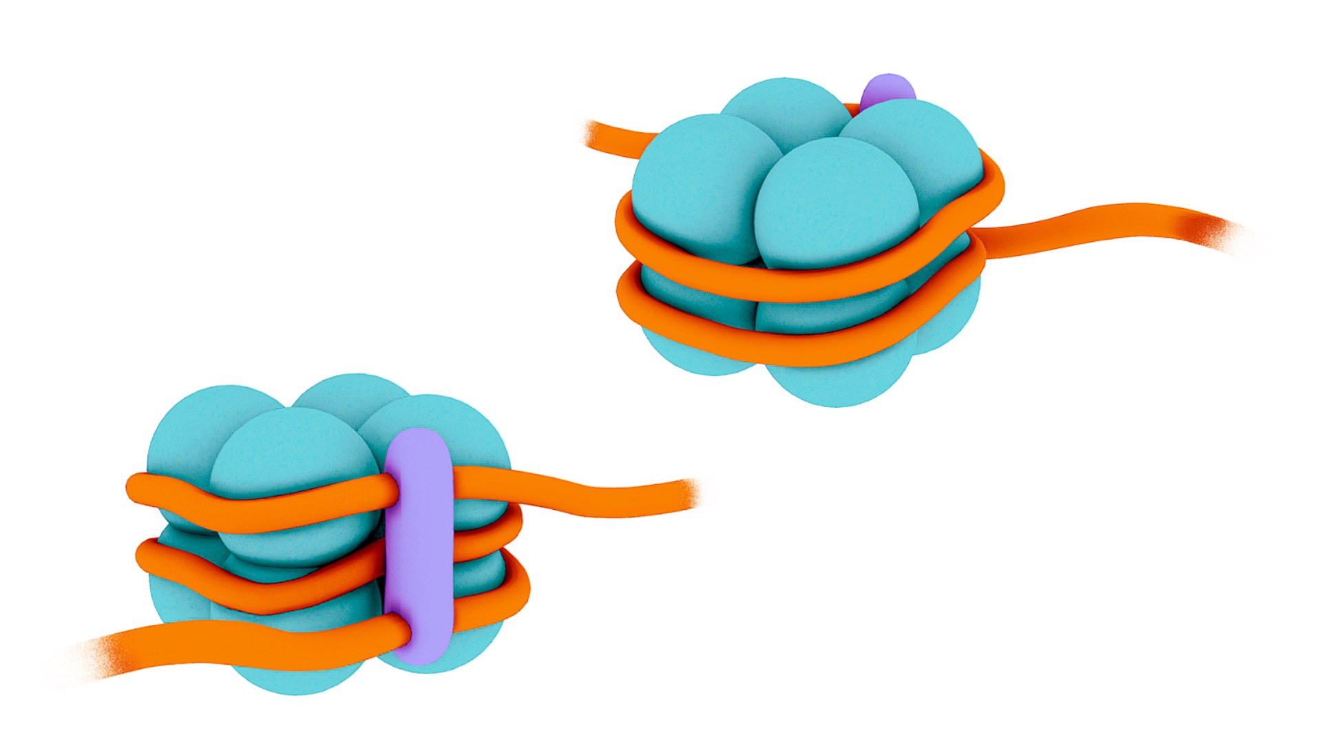 Histone Structure 3D Model - TurboSquid 2128642