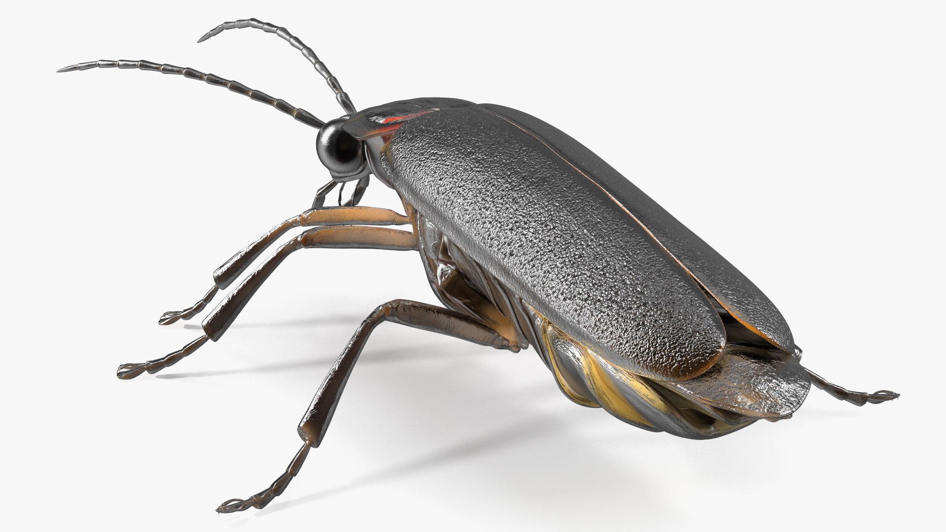 3D Model Firefly Crawling Pose - TurboSquid 2171939