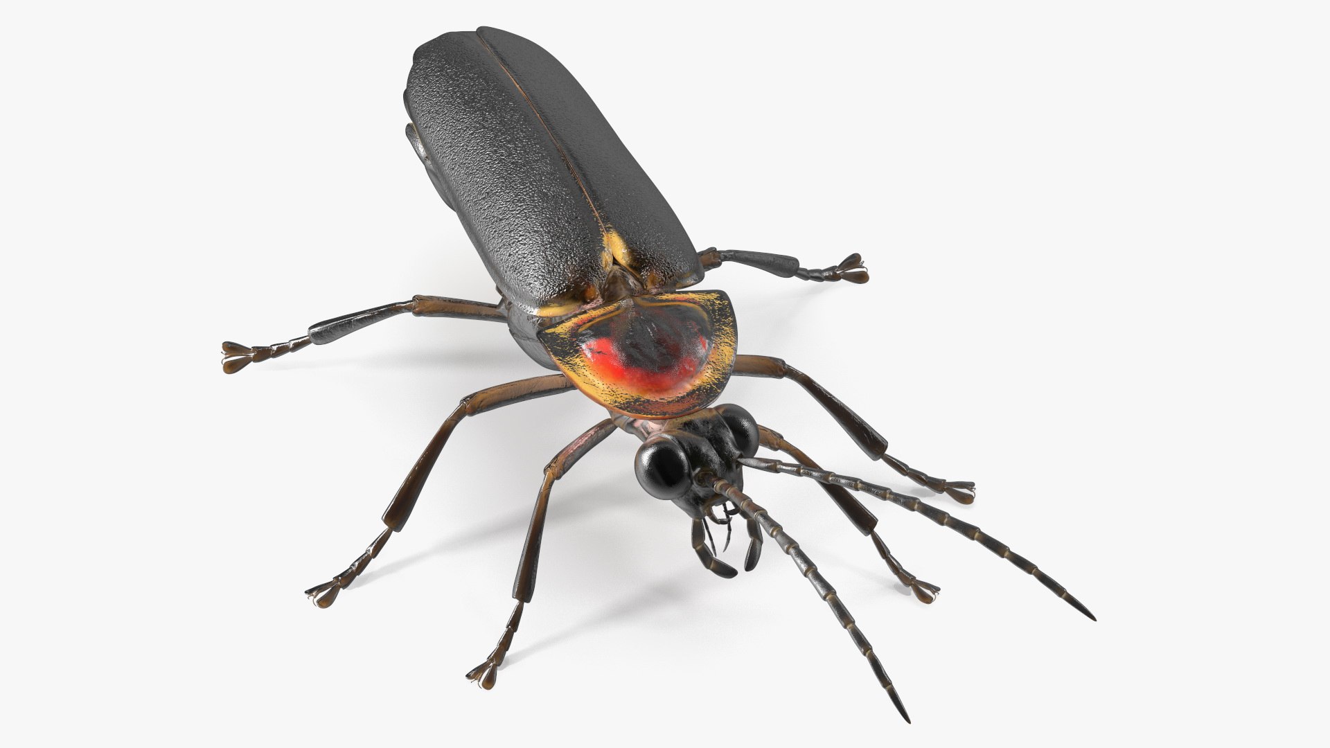 萤火虫爬行式3D模型 - TurboSquid 2171939