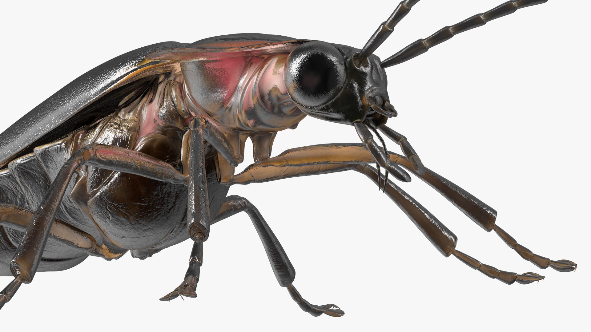 3D Model Firefly Crawling Pose - TurboSquid 2171939