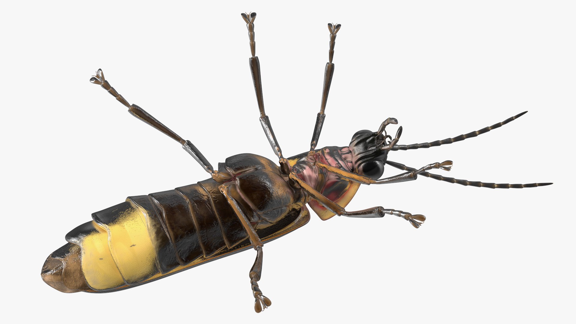 3D Model Firefly Crawling Pose - TurboSquid 2171939