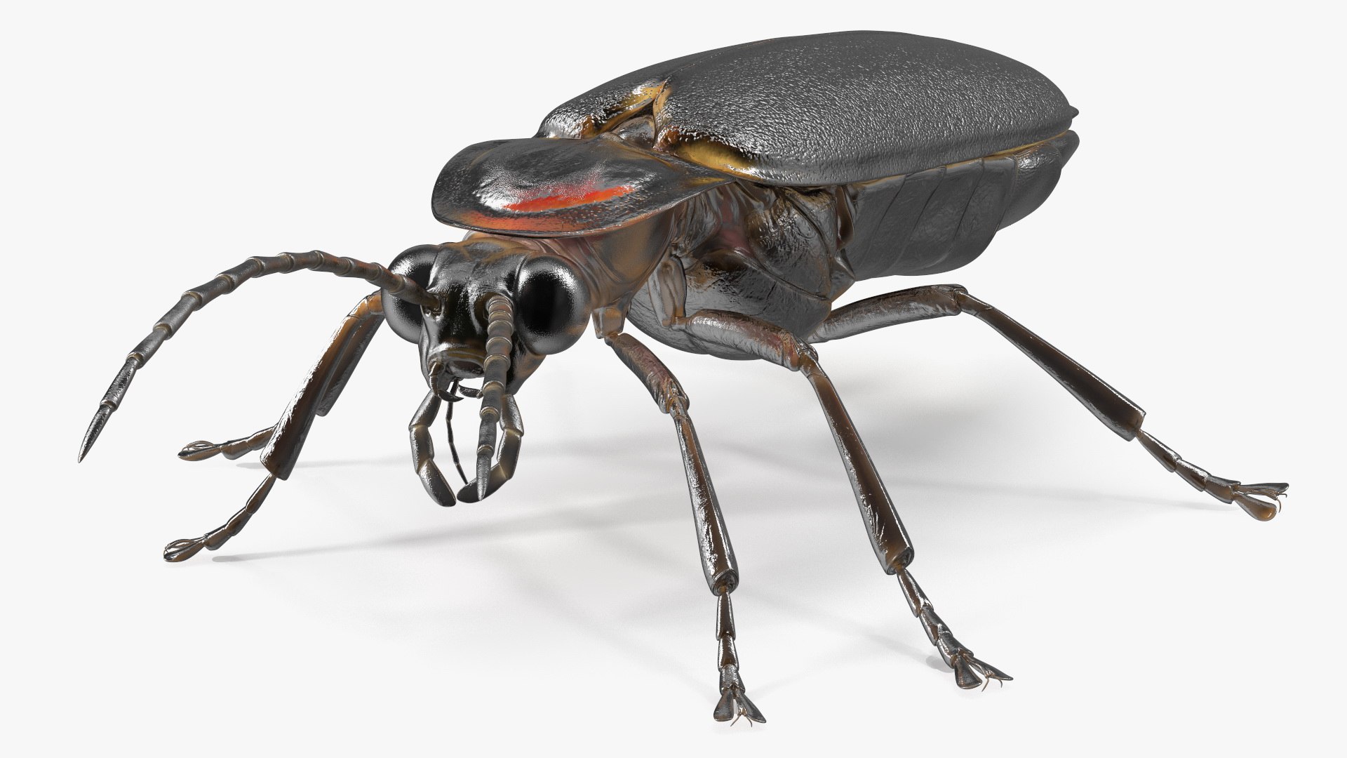 3D Model Firefly Crawling Pose - TurboSquid 2171939