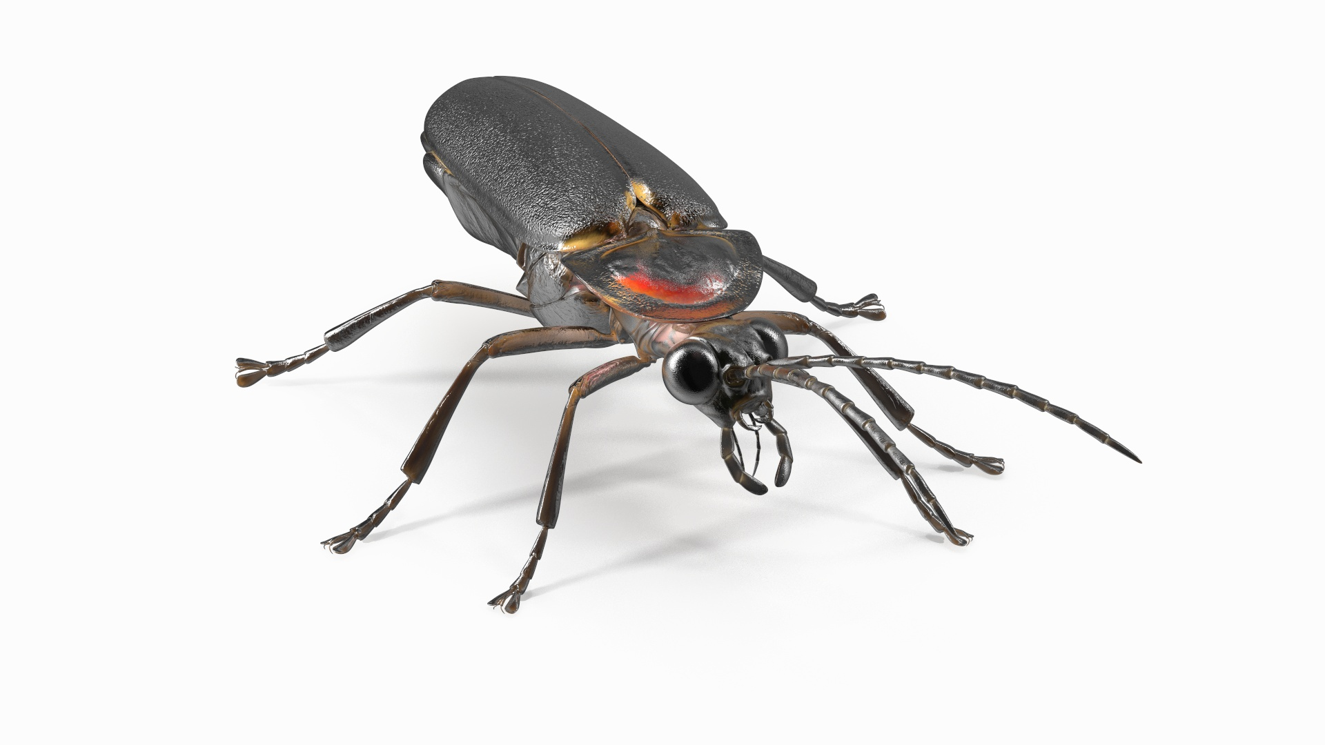 3D Model Firefly Crawling Pose - TurboSquid 2171939