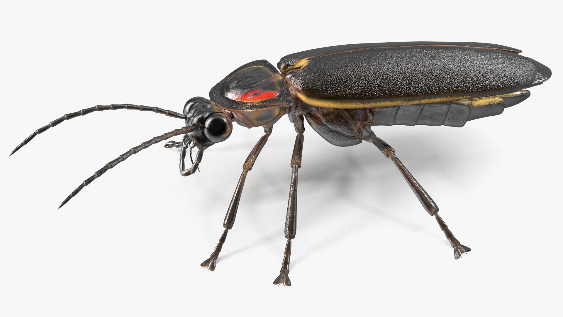 3D Model Firefly Crawling Pose - TurboSquid 2171939