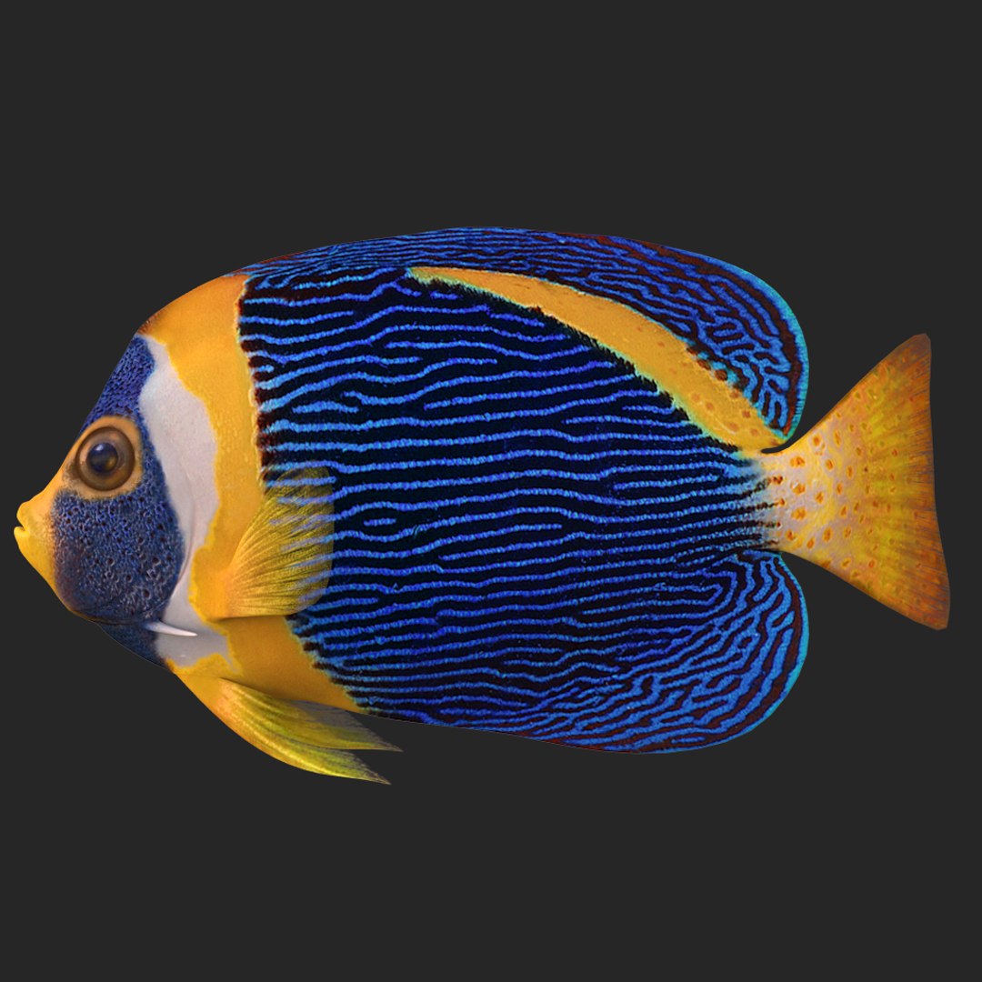 Scribbled Angelfish Model - TurboSquid 1300902
