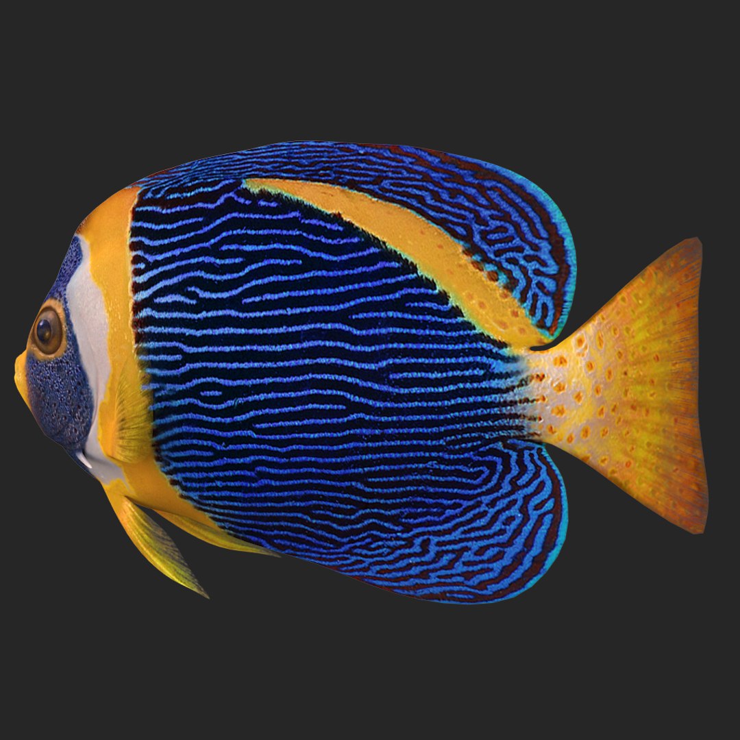 Scribbled angelfish model - TurboSquid 1300902