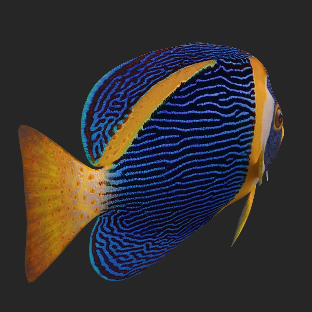 Scribbled angelfish model - TurboSquid 1300902