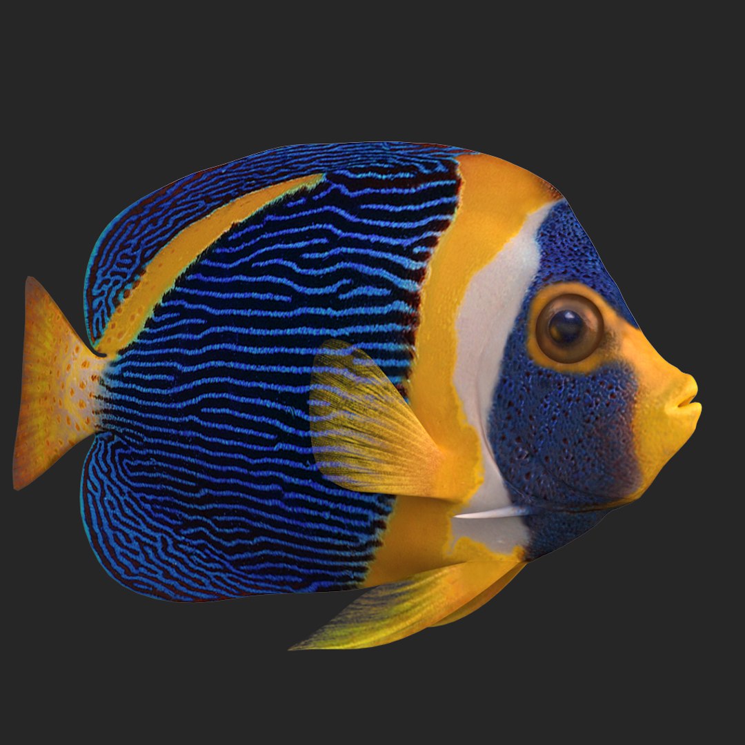 Scribbled angelfish model - TurboSquid 1300902
