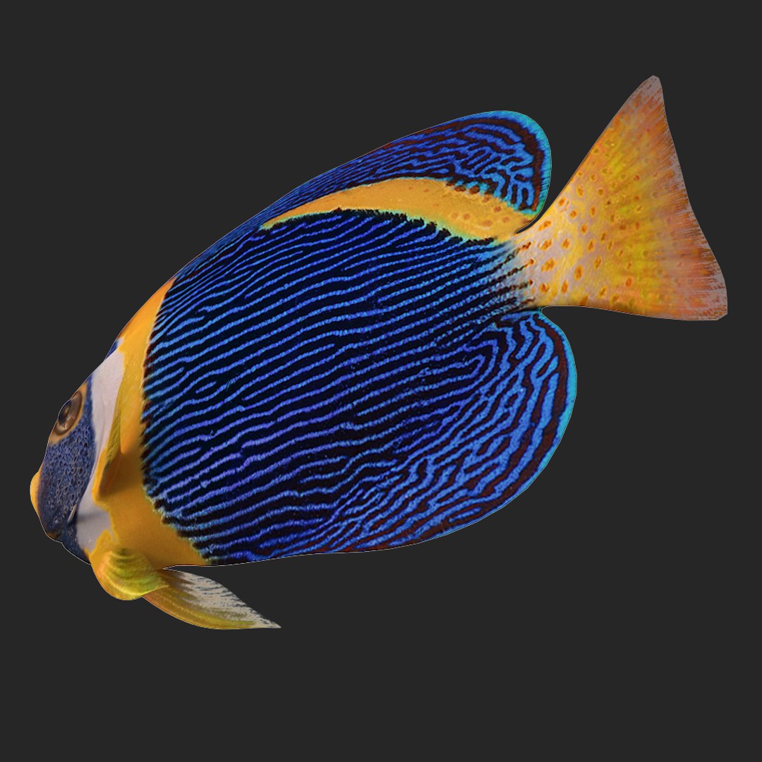 Scribbled angelfish model - TurboSquid 1300902