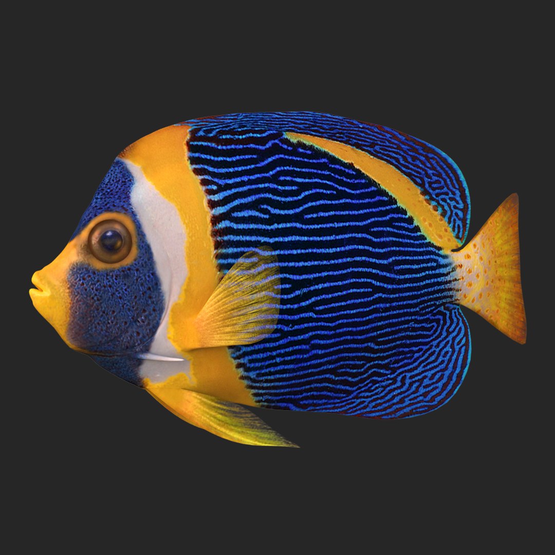 Scribbled Angelfish Model - TurboSquid 1300902