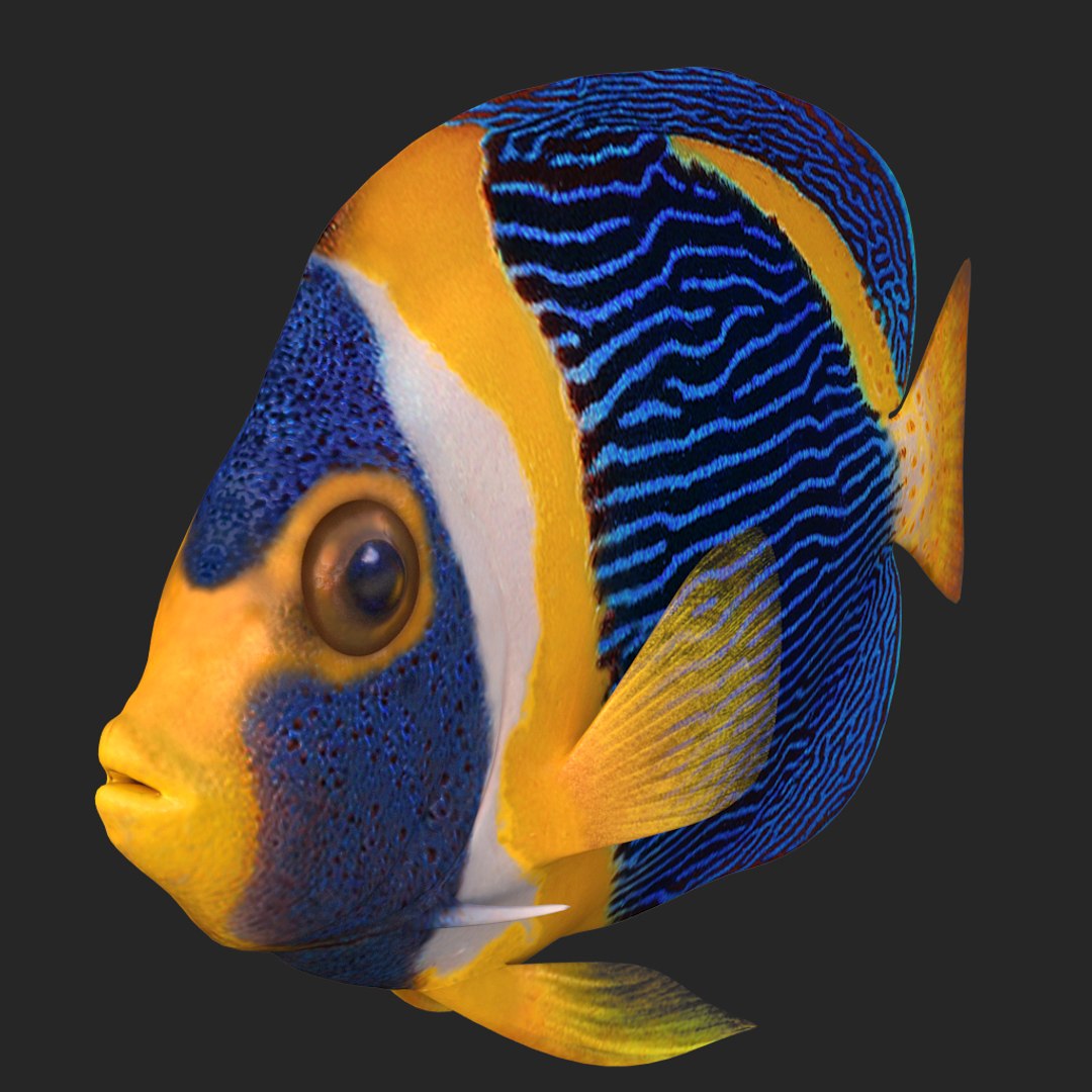 Scribbled Angelfish Model - TurboSquid 1300902