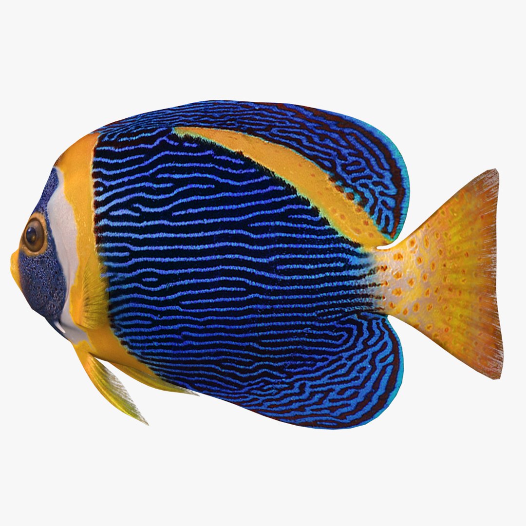 Scribbled Angelfish Model - TurboSquid 1300902
