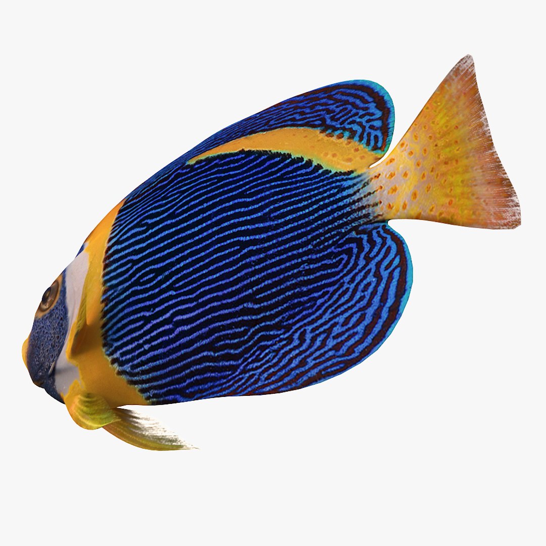 Scribbled Angelfish Model - TurboSquid 1300902