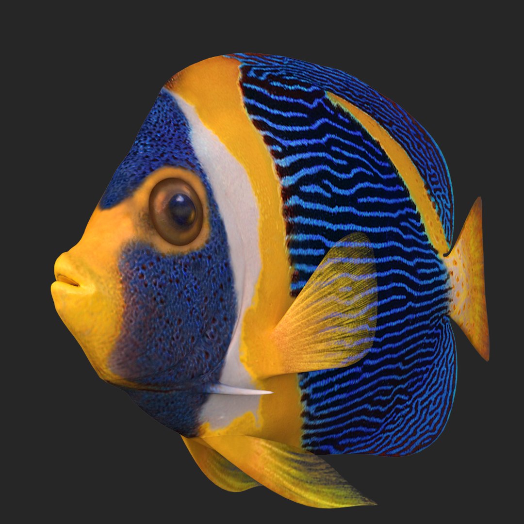 Scribbled Angelfish Model - TurboSquid 1300902