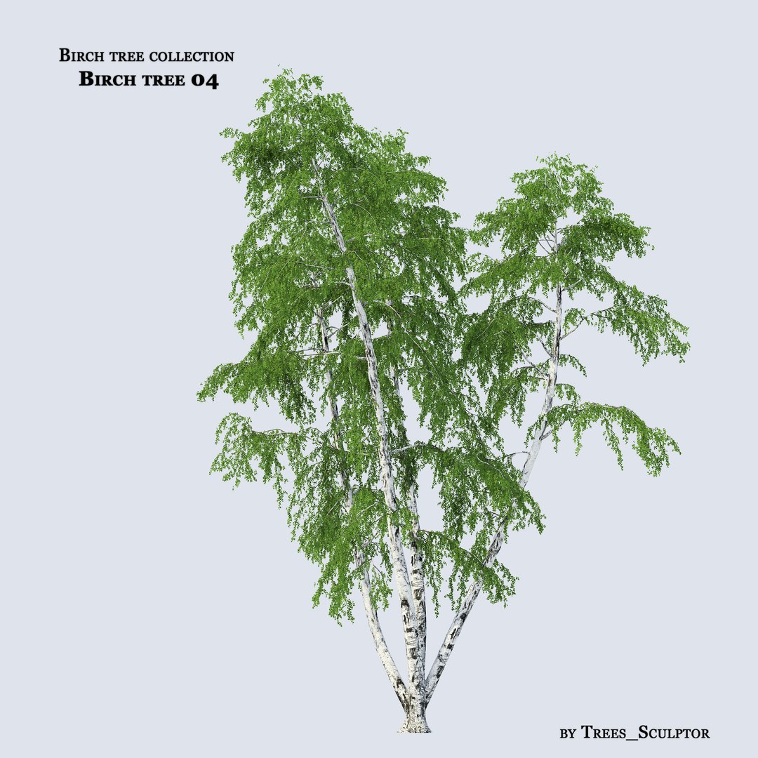3ds Max Birch Tree