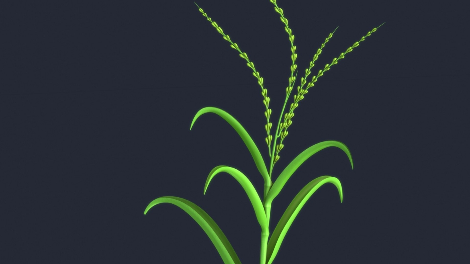 3D Maize Plant Model - TurboSquid 1238111