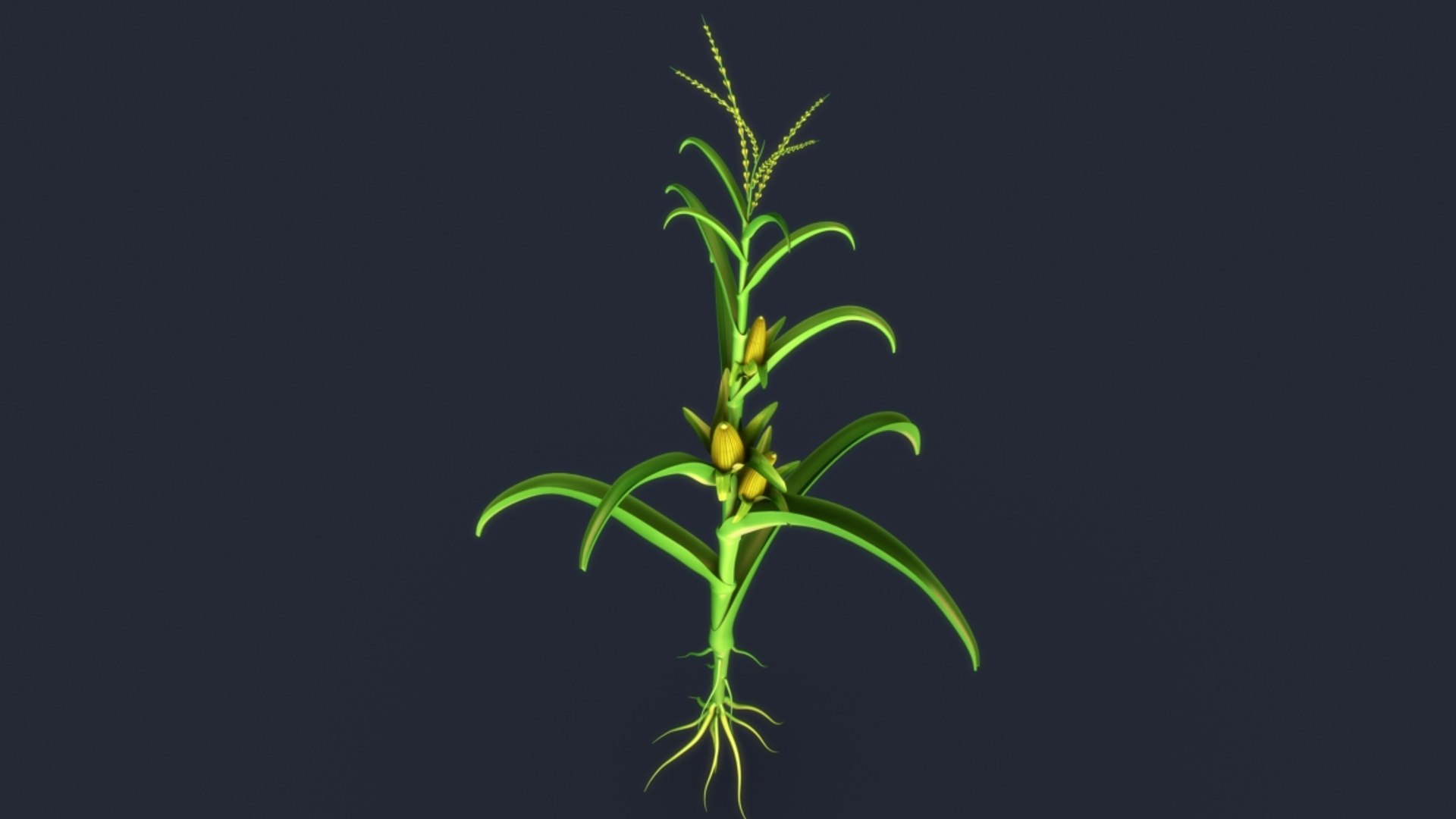 3D Maize Plant Model - TurboSquid 1238111