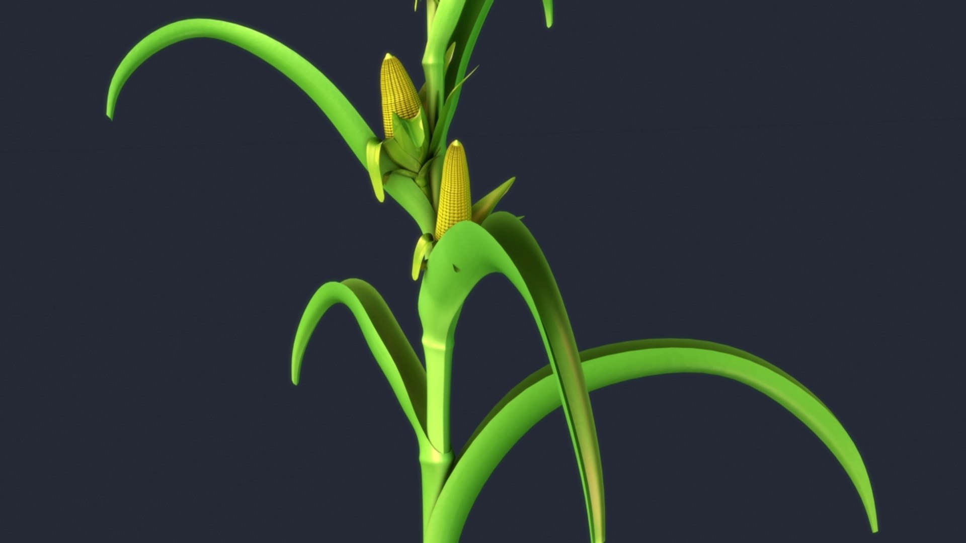 3D Maize Plant Model - TurboSquid 1238111
